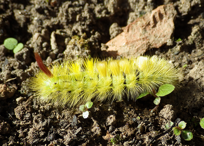 AnneAed: PUDELIHARJAD JA SABAD