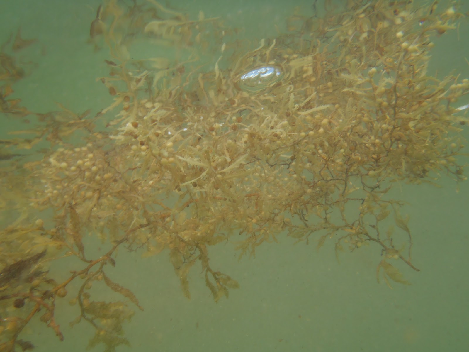 Virginia Tech Ichthyology Class : Sargassum: Essential Habitat or Beach ...