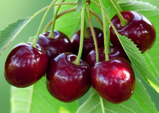 Khasiat Buah Ceri Untuk Kesehatan ~ MANFAAT MENGKONSUMSI BAUH-BUAHAN