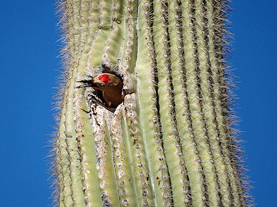The Presurfer: Desert Birds That Use The Inside Of A Cactus As Their Home