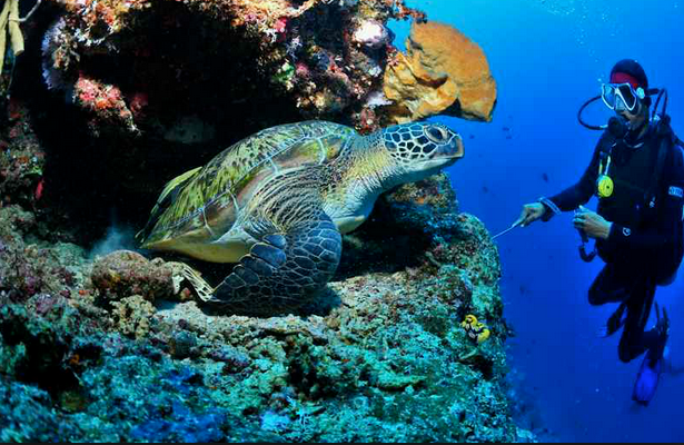 "Wonderful" Bunaken Island Tourism | The Best Spot Of Diving ...