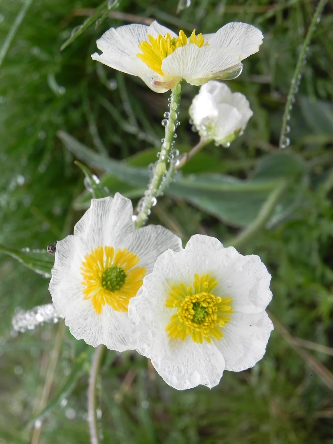 FLORA DE PIRINEOS: Ranunculus amplexicaulis L (Puerto del Portalet ...