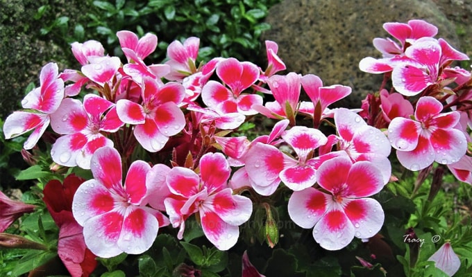 24 Jenis Tanaman Hias Tahan Panas Matahari