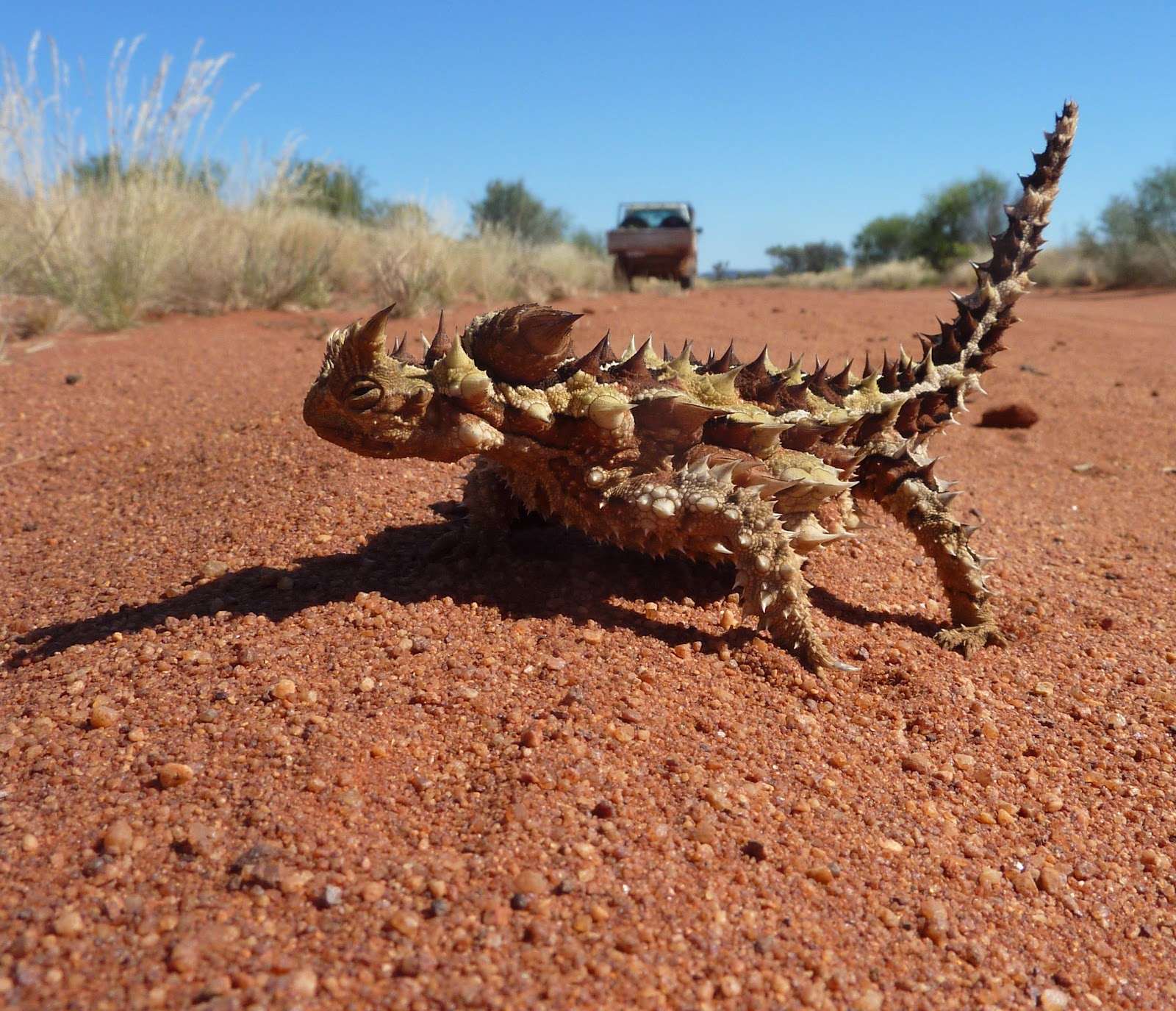 Animales curiosos por el mundo: Diablo espinoso (Moloch horridus)
