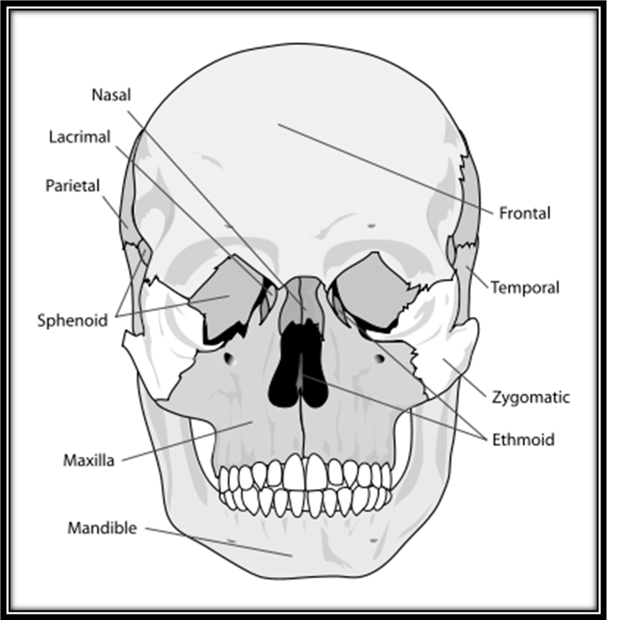 NOTA-NOTA PISMP PJ: Tulang rangka