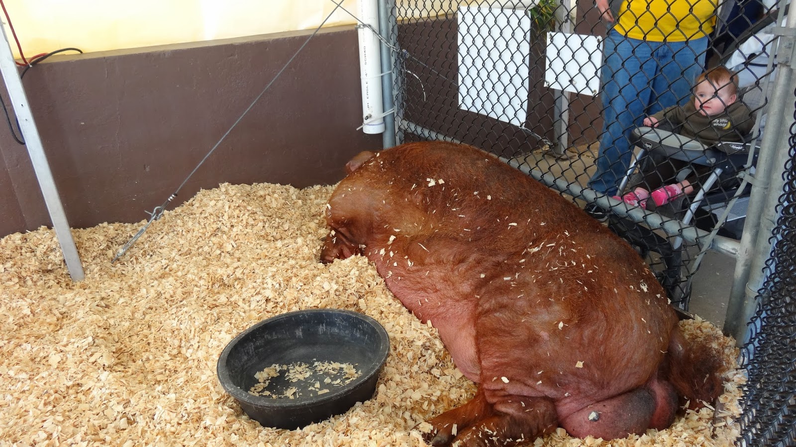 State Fair of Texas 2013: Prize Winning Hog at Texas State Fair 2013