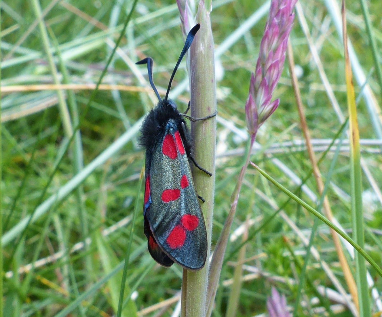 A Field Notebook: Burnet moths from Mull