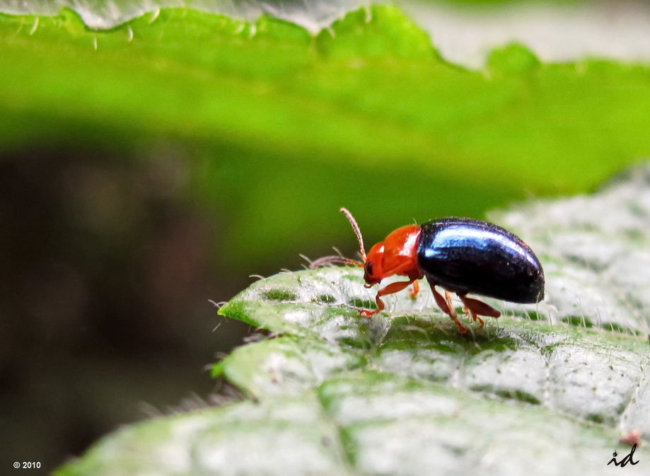 Indonesian Bugs & Others: Beetles from Dago Pakar