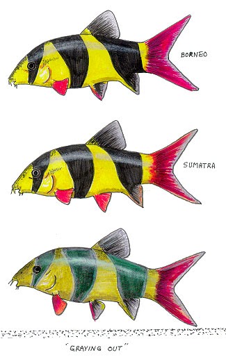 Aqua Fanatic: Clown Loach Colors & Marking Variations
