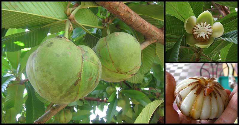 Health Benefits And Traditional Uses Of Elephant Apple (Katmon) | Dr ...