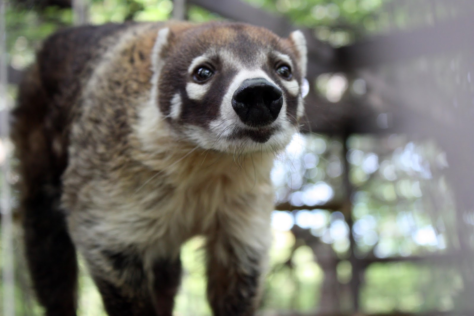 IEAS News: What is a Coati?