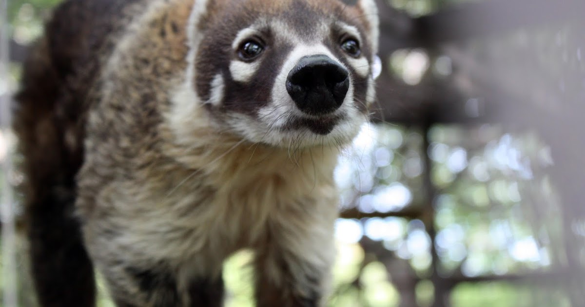 IEAS News: What is a Coati?
