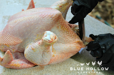 Processing Chicken: Real Life Farm to Table