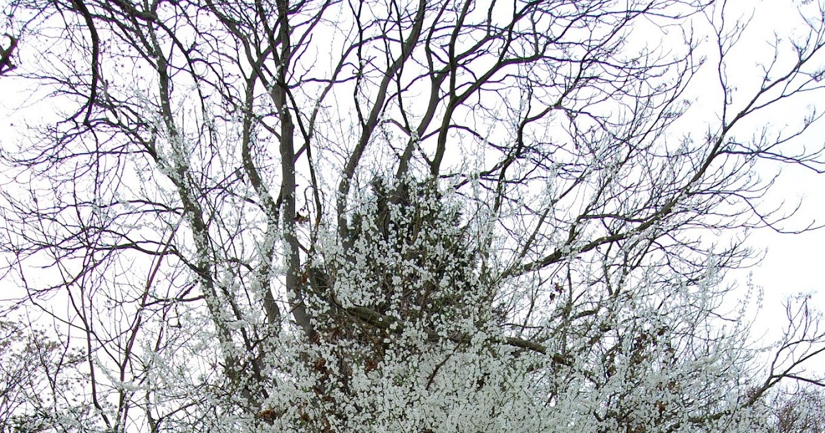 Trees Planet: Prunus spinosa - Blackthorn - Sloe