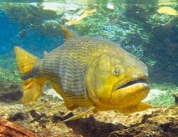 Fresh Water Fish: Salminus maxillosus