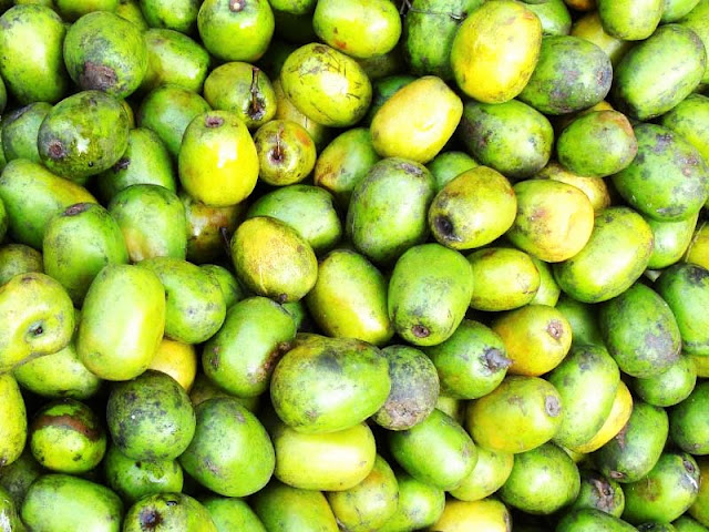 Lapsi (Choerospondias axillaris)