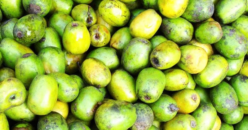 Lapsi (Choerospondias axillaris)