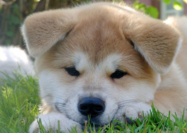 los perritos :): IMÁGENES DE PERRITOS TIERNOS