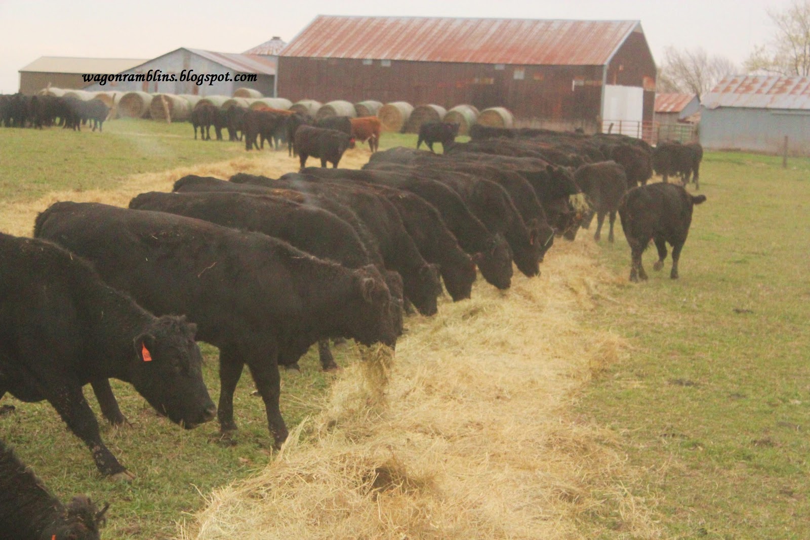 Circle the Wagons: Feeding Cattle - Photo Essay