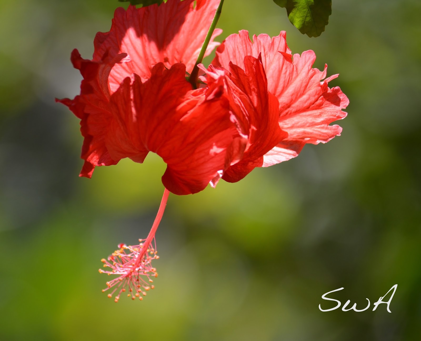 Tropical Biodiversity - Santarém - Pará - Brasil: Hibiscus red