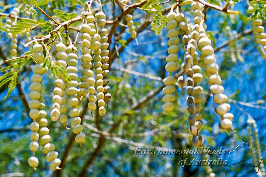 Flora de Puerto Rico Ilustrada Papo Vives: Mimosoideae VACHELLIA ...