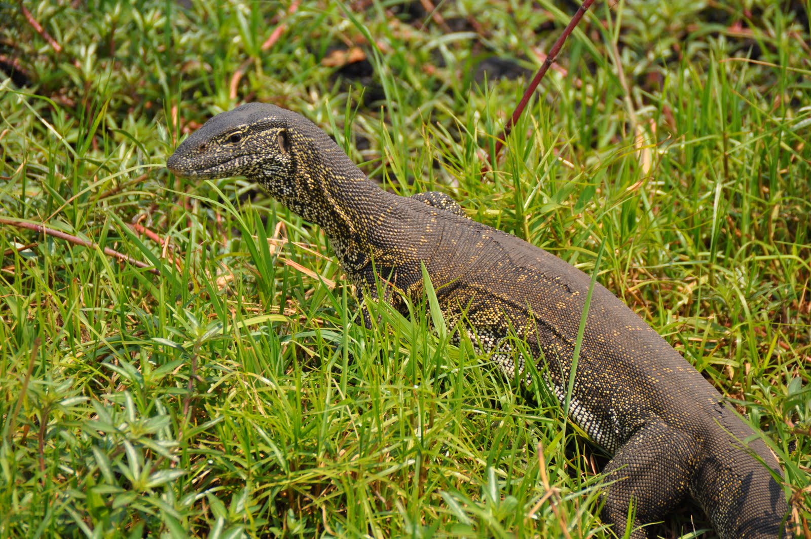 The Adventures of Miles & Eliza: Vic Falls