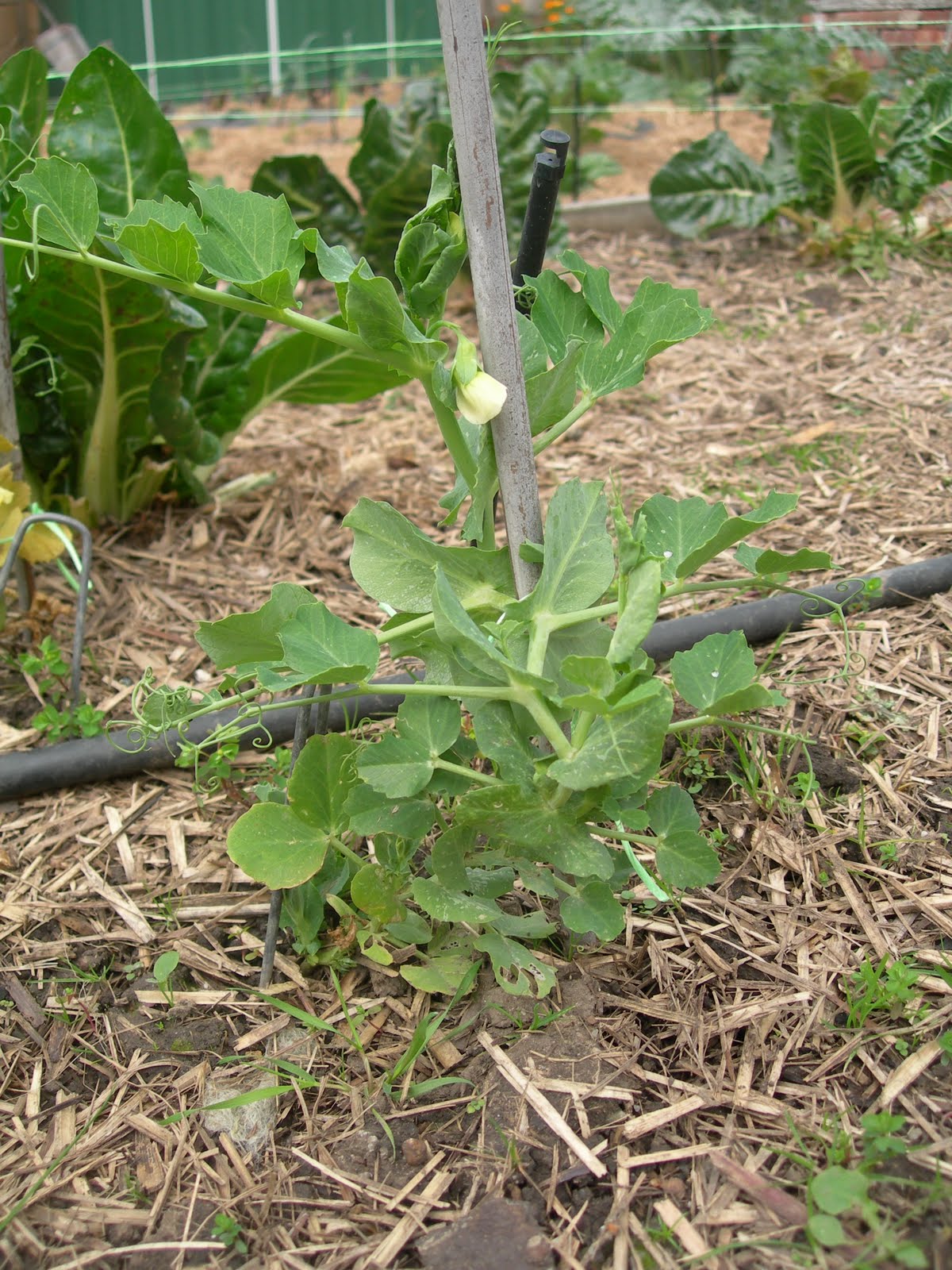 Polystyrene Garden Junkie: 2011