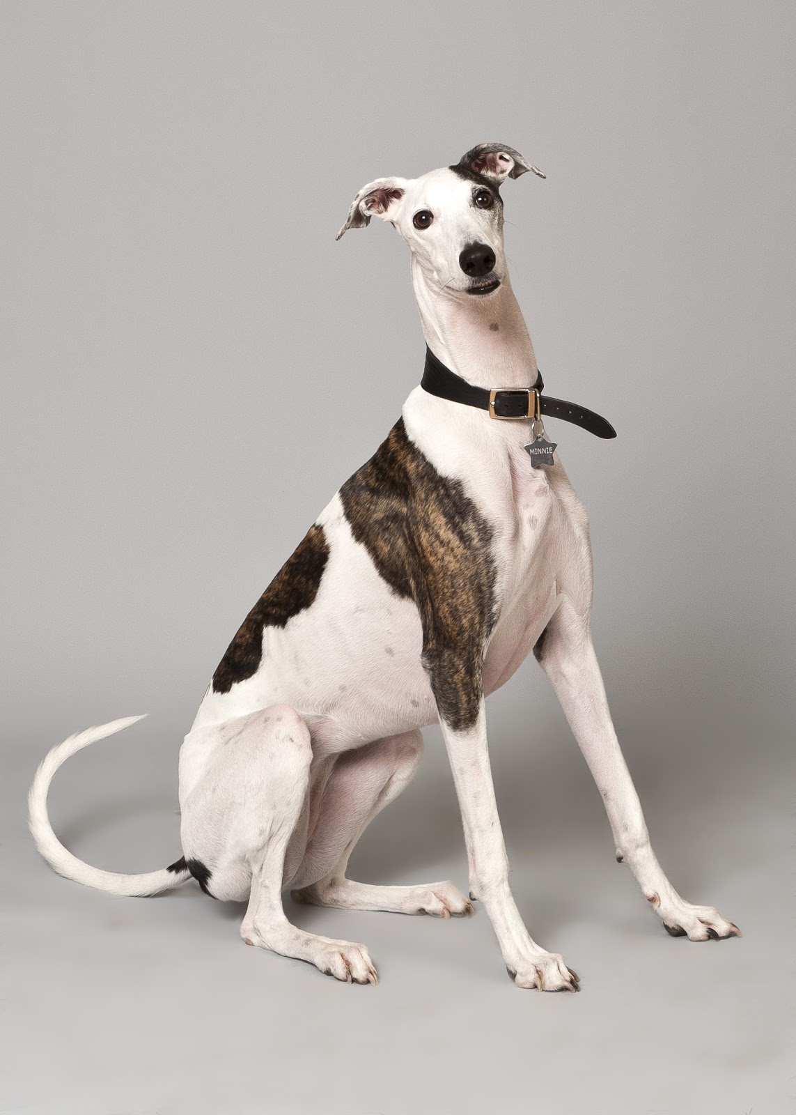 Adopta un galgo | MODA DE CALLE