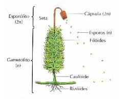 Ciências: As Briófitas