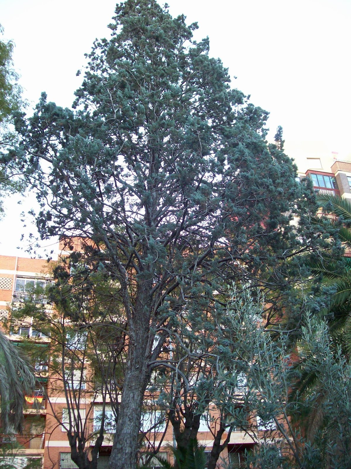 El blog de cibergarden: Ciprés de Arizona, Ciprés azul (Cupressus ...