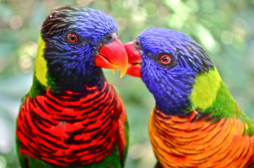 Cara Merawat Anakan Nuri Hingga Dewasa dan Pintar Berbicara - Dunia Burung