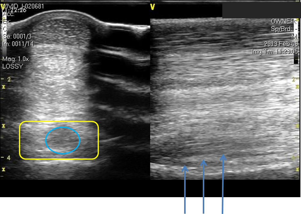 Michael Porter, Equine Veterinarian: Proximal Suspensory Desmitis in a ...