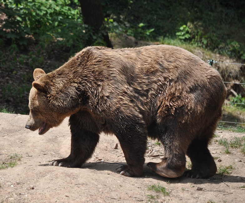 ZOOTOGRAFIANDO (MI COLECCIÓN DE FOTOS DE ANIMALES): OSO PARDO / BROWN ...