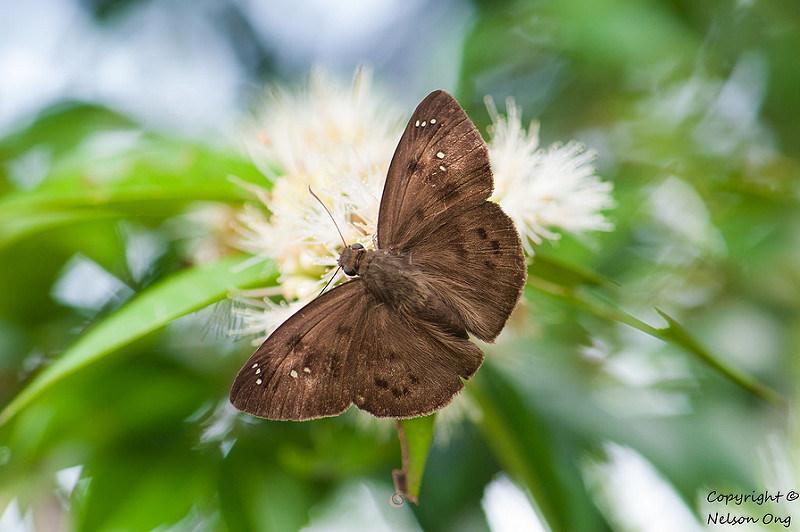 Butterflies of Singapore: Butterfly of the Month - December 2017