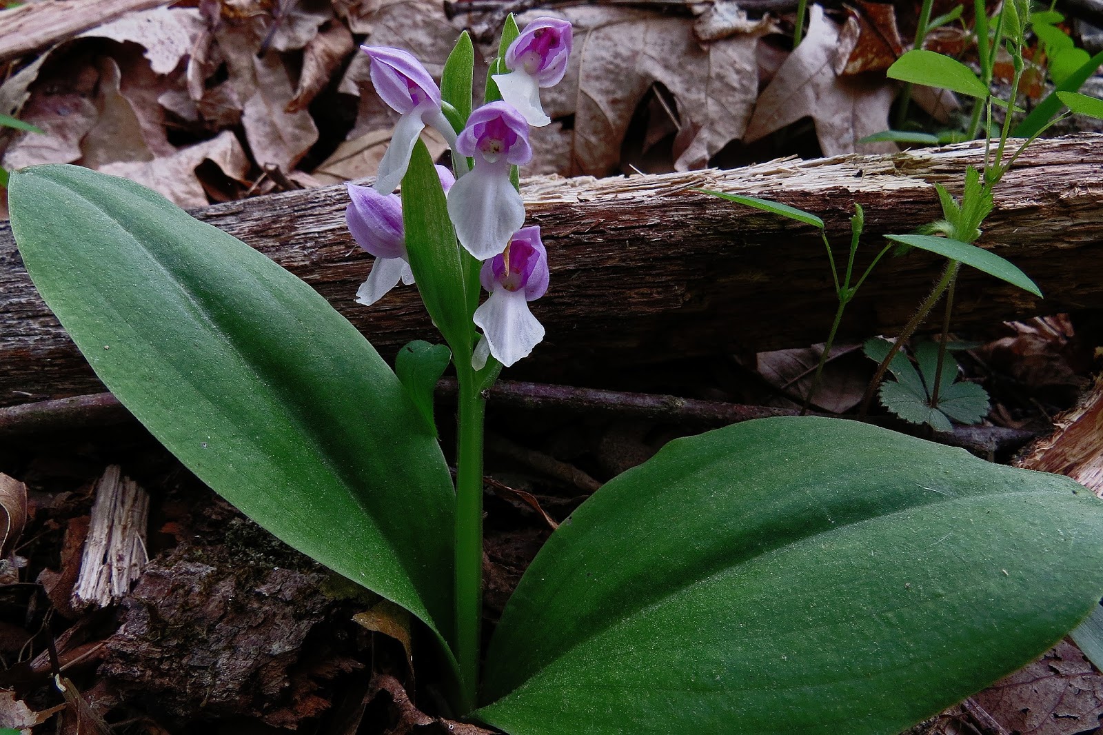Around the Bend: Ohio Orchids 1