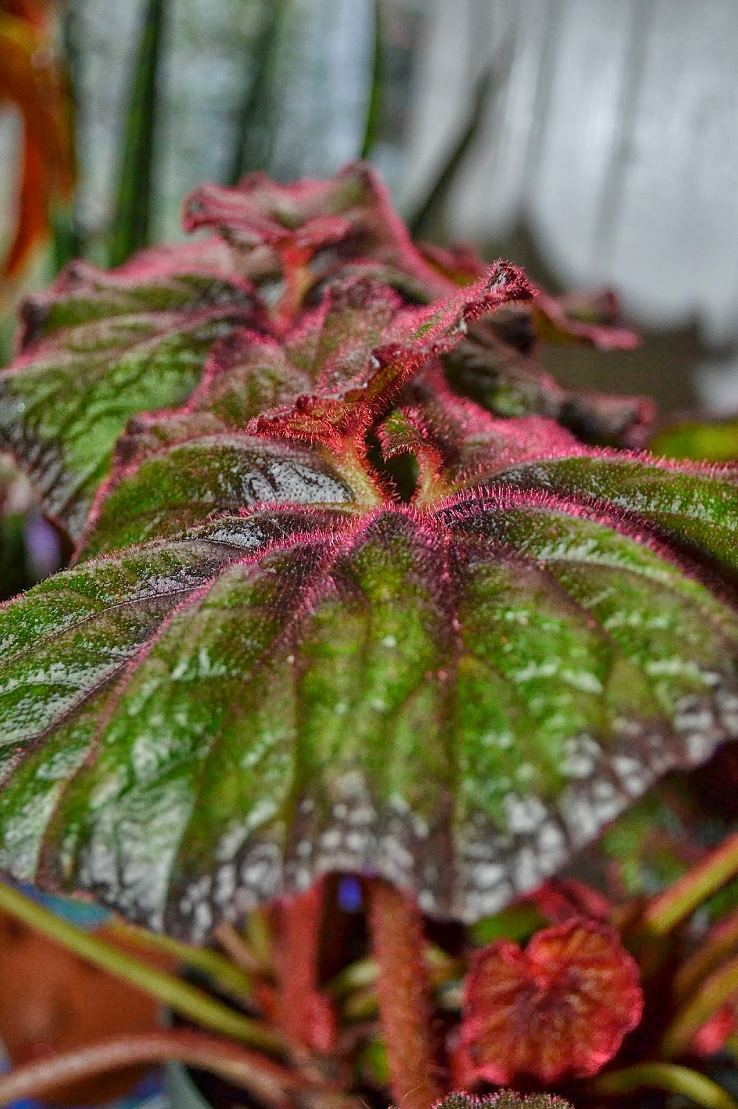 The Outlaw Gardener: Rex Begonia 'Curly Fireflush' is my Favorite Plant ...