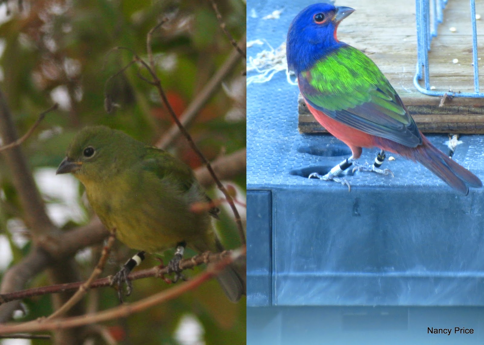 Bird Banding: Learning From Birds In-hand: Painted Buntings - Season Two
