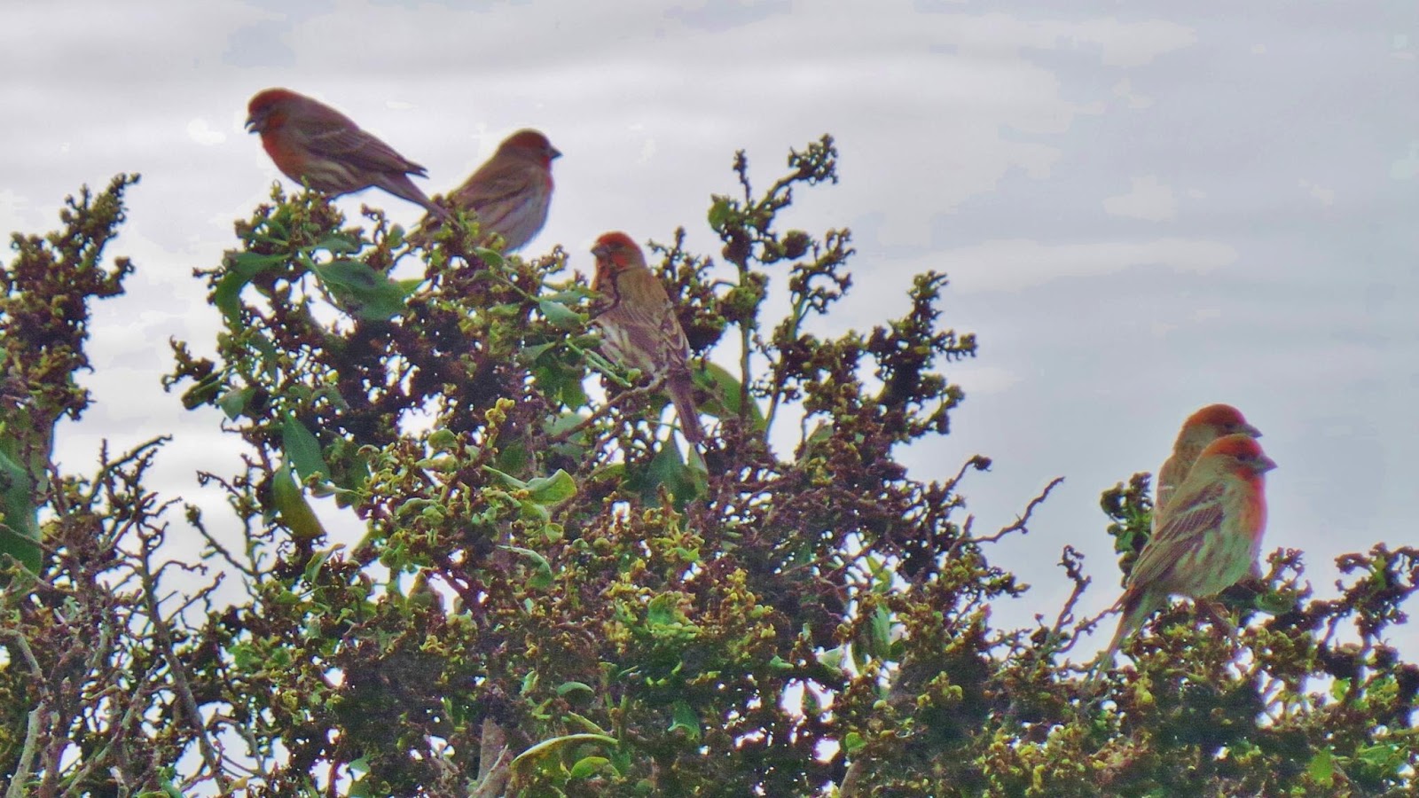 Berkeley Backyard Bird Blog: Mountain Talks Lecture: "Extraordinary ...