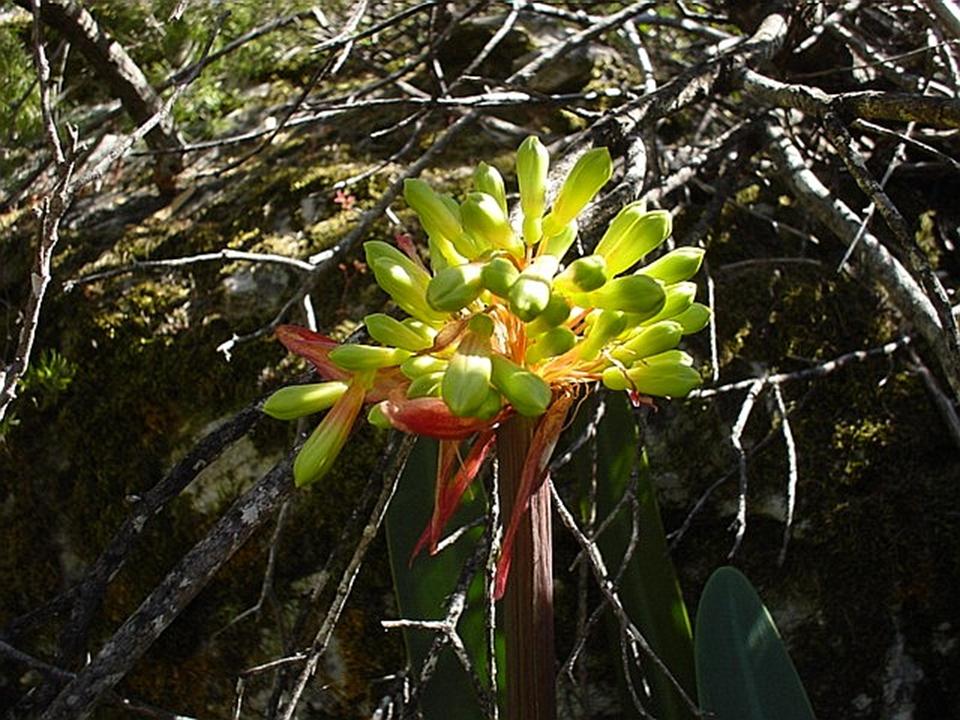 Sharing flower bulb information: Clivia mirabilis - a photographic ...