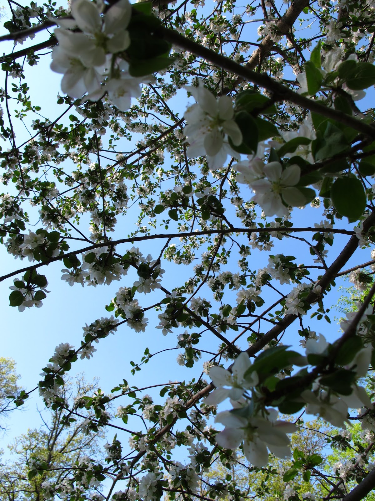 Garden Lady Linda: Plethora of Pictures