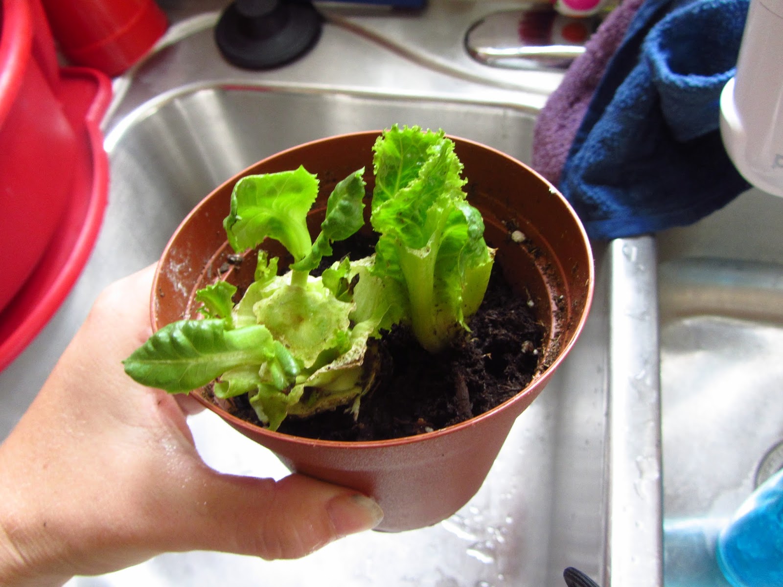 Bobbins of Basil: Rooting cuttings to clone your plants