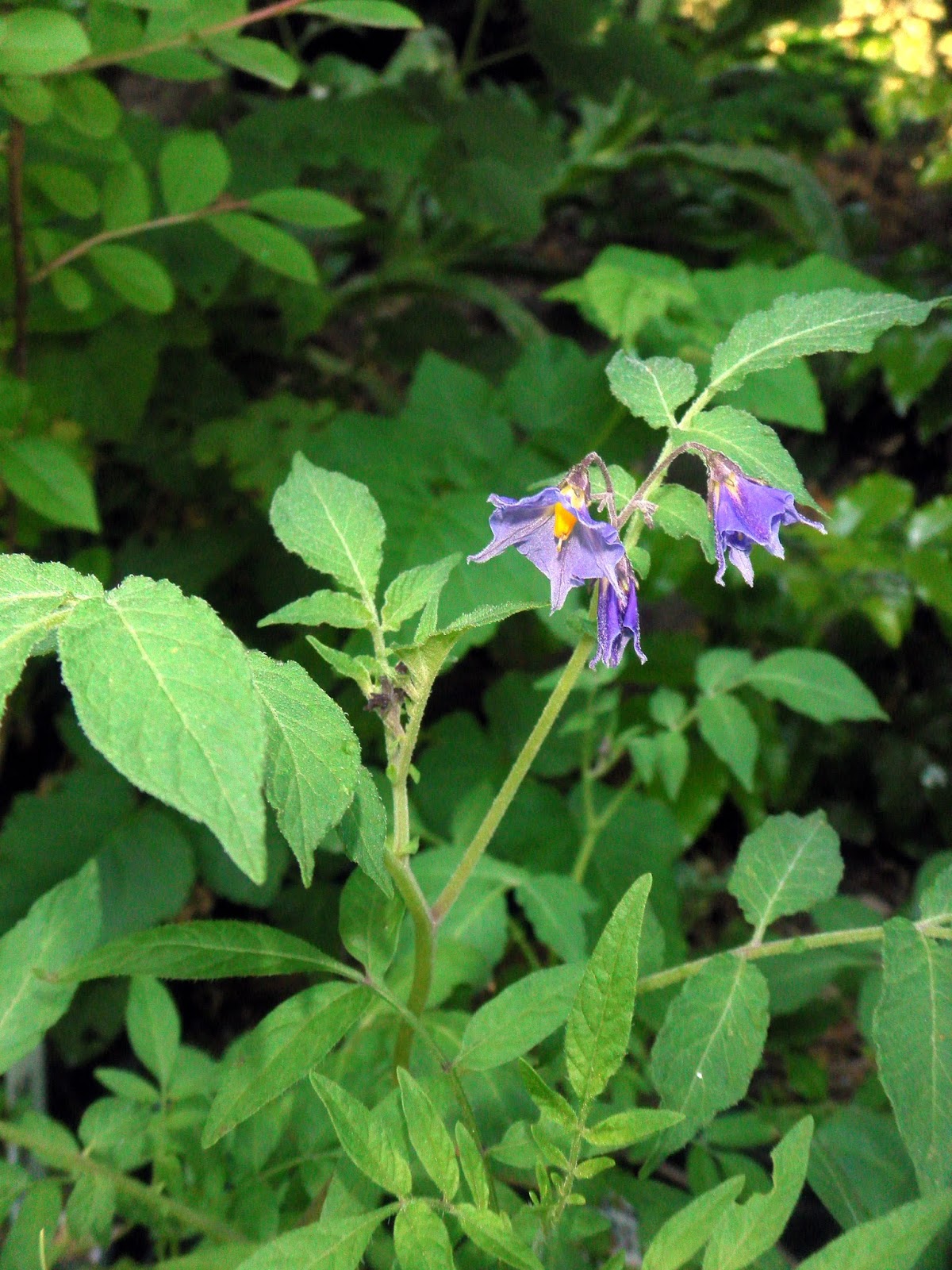 Scirpidiella's Plants: Wild Potatoes (Solanum sect. Petota)