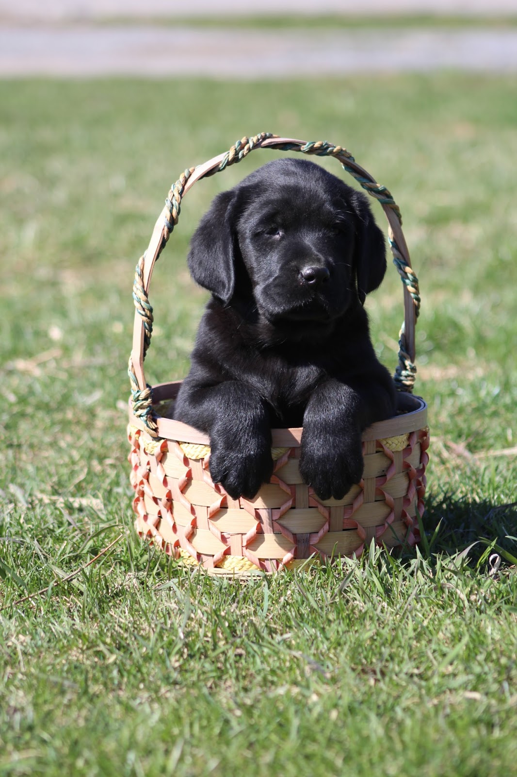 Top of the Hill Labs: Chevy's Puppies - Happy Easter!