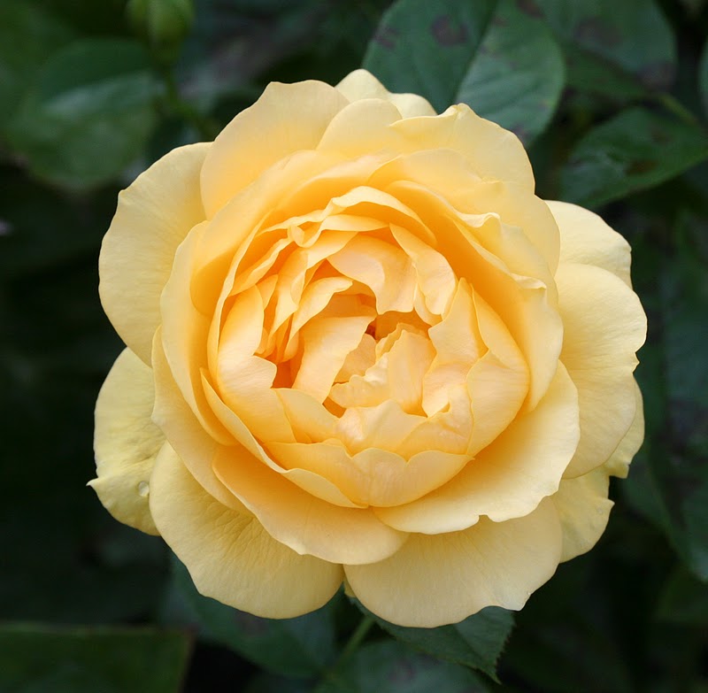 Our Garden Journal: It's Almost Time for Roses - Share your Knowledge ...