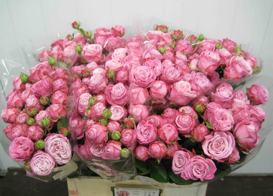 Art Verdi - Mix de Conteúdo: Rosa spray