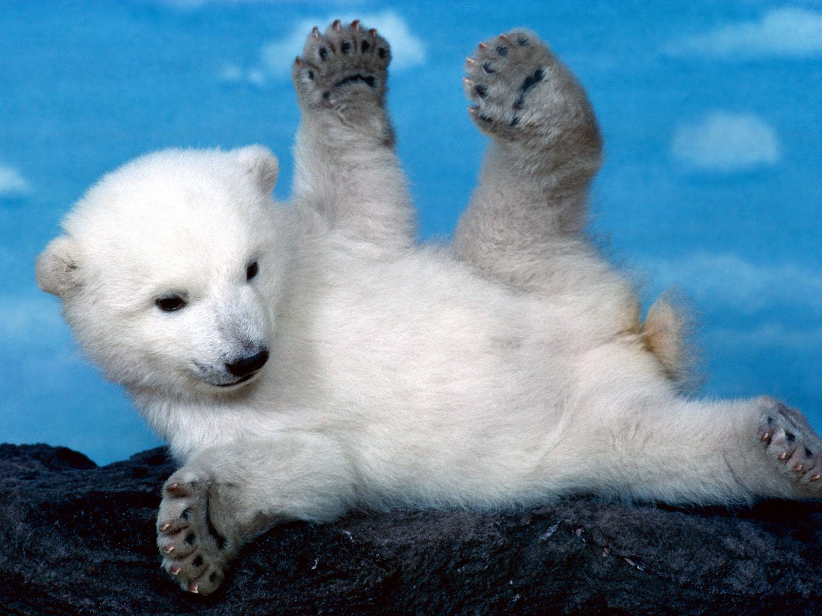 Bollywood Cellebrity: Polar Bear Wallpaper, Wallpaper Polar Bear, Snow ...
