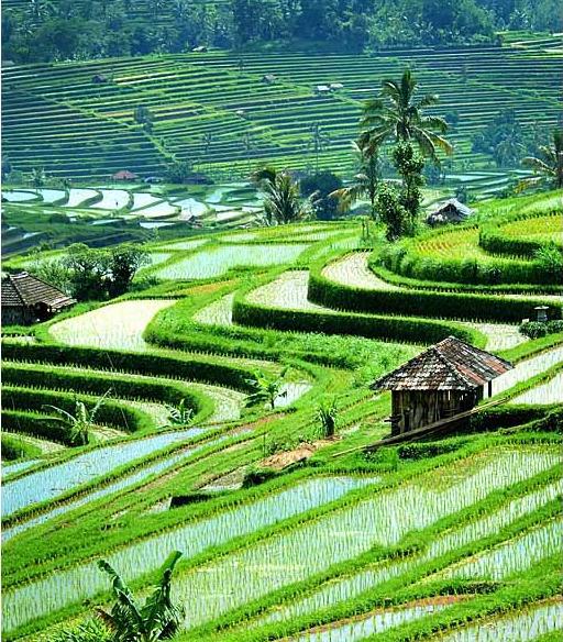 Wisata Alam Sawah di Bali Indonesia - Alam Mentari