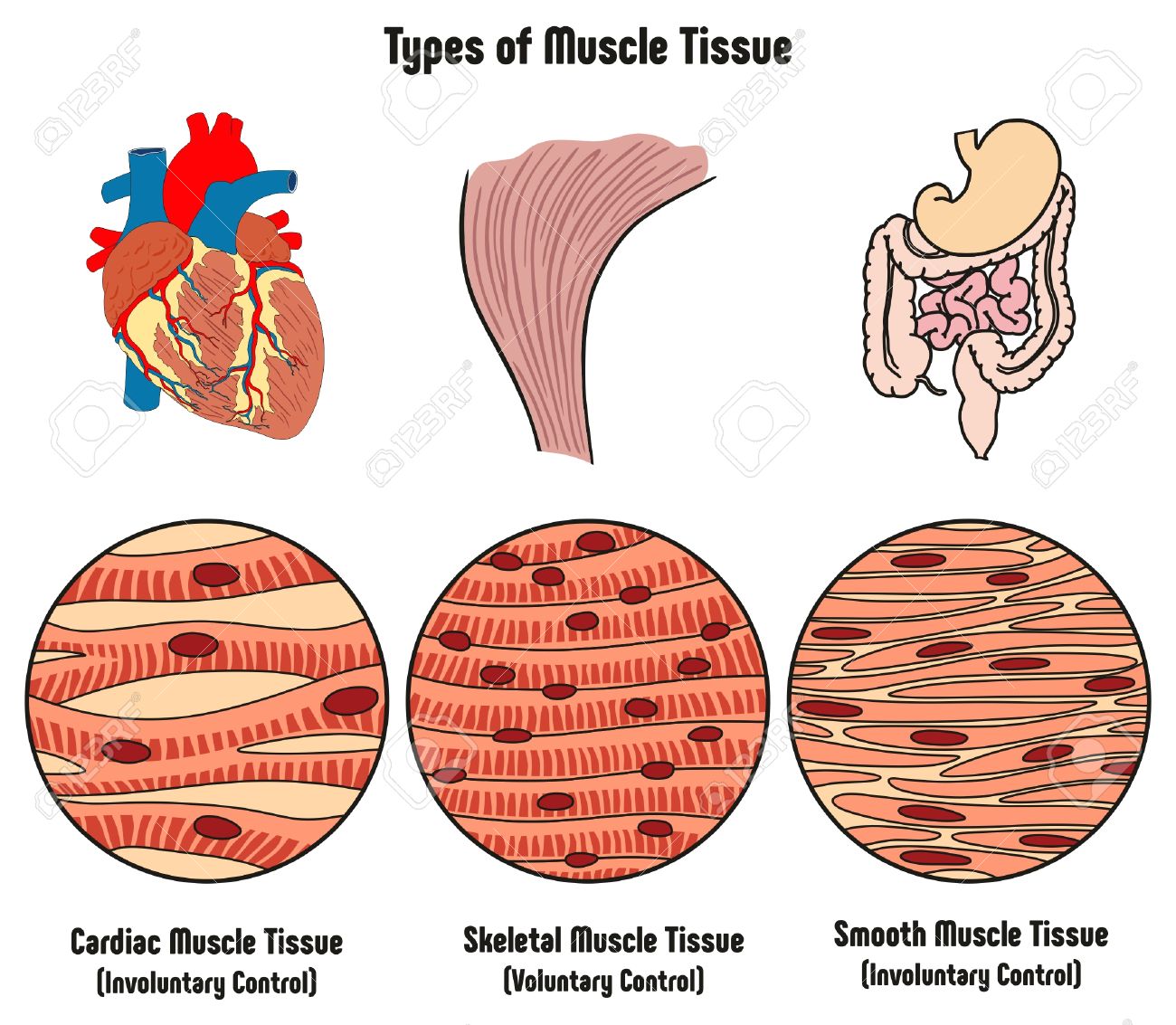 Histoembriología : TEJIDO MUSCULAR