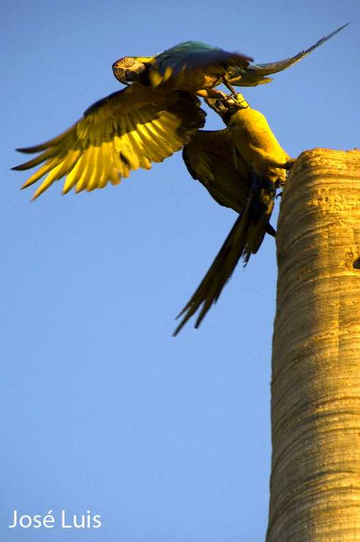 Fauna de Murcia: Guacamayo azul y amarillo (Ara ararauna)
