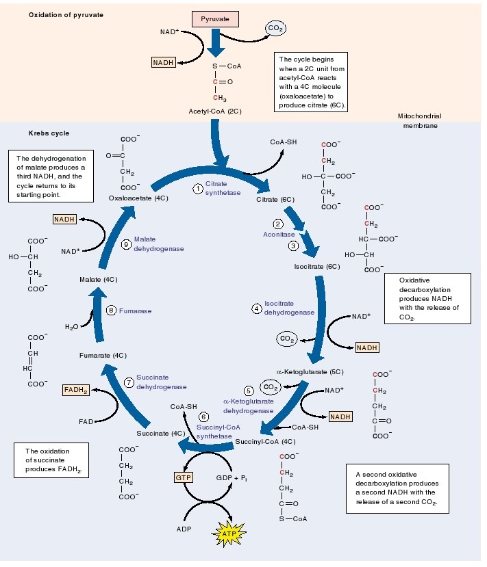 Penjelasan Singkat Siklus Krebs Edubio - Riset